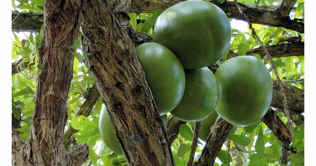 A Haitian Treasure: Kalbas (Calabash)